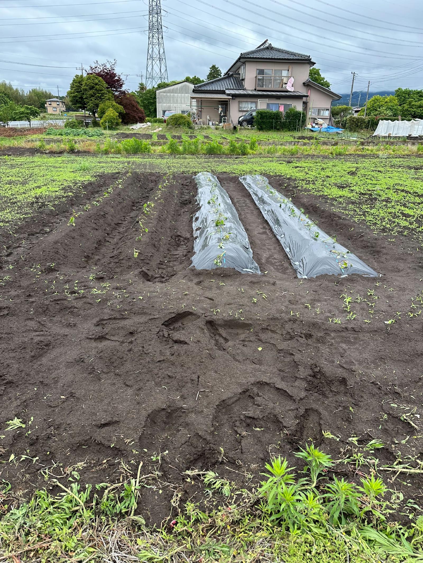 来たるべきAI地方幕府時代に向けて畑を耕す